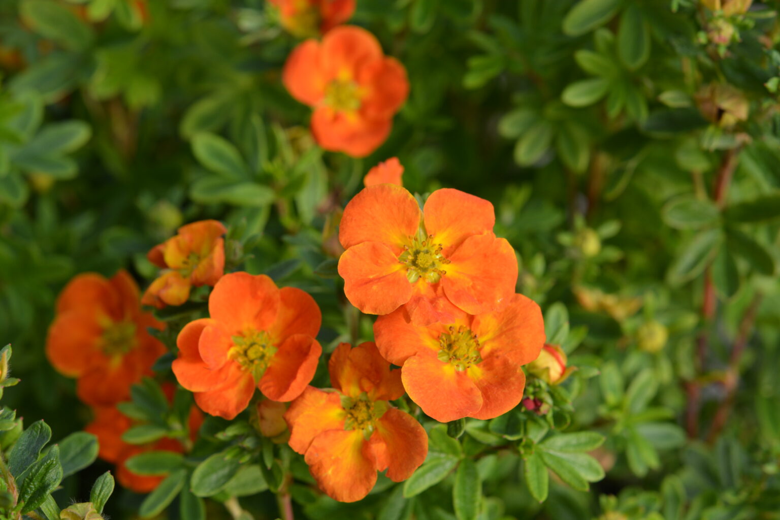 Pensashanhikki Mandarin Tango™; At,3L - Viherkauppa