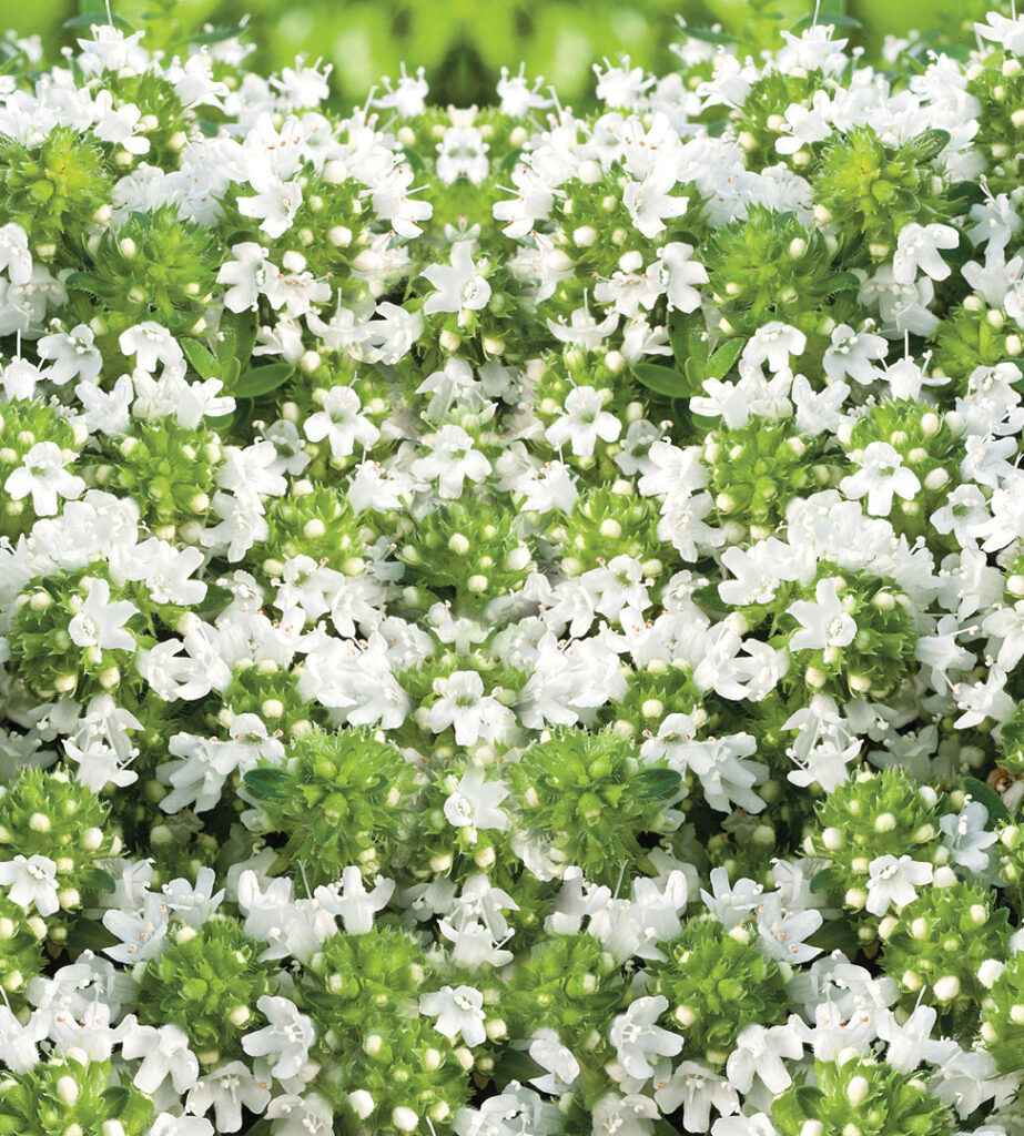 Harmaa-ajuruoho 'Albiflorus'; At,p9,Ul - Viherkauppa