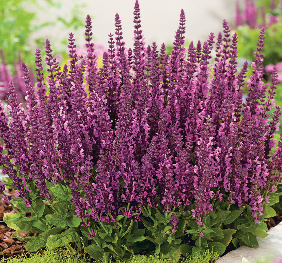 Lehtosalvia 'Sensation Deep Rose'; At,p9,Ul - Viherkauppa