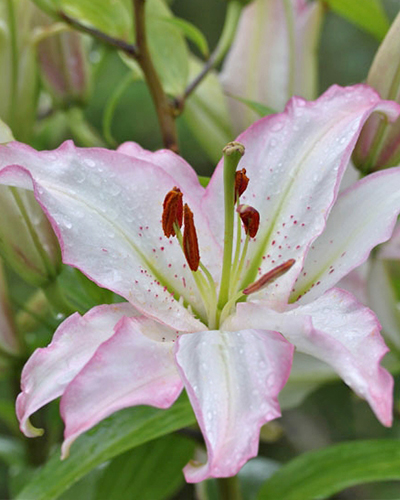 Lilja 'Brasilia', 1 kpl - Viherkauppa