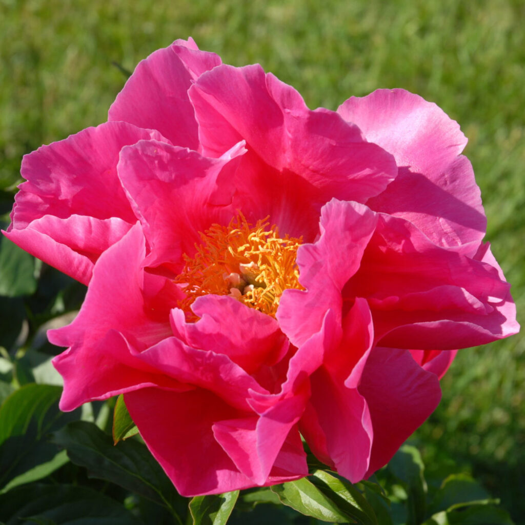 Pioni 'Paula Fay'; At, 2L - Viherkauppa