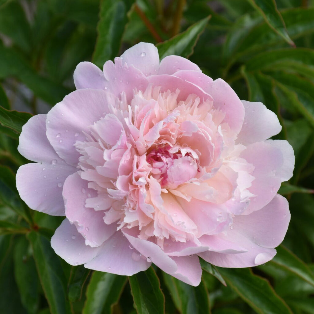 Kiinanpioni 'Alertie'; At,2L - Viherkauppa