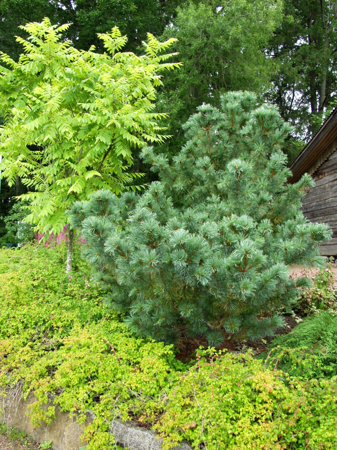 Pensassembra; 20-30,Pa/At,Ul - Viherkauppa