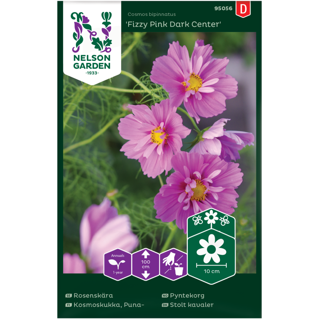 Punakosmoskukka 'Fizzy Pink Dark Center' - Viherkauppa