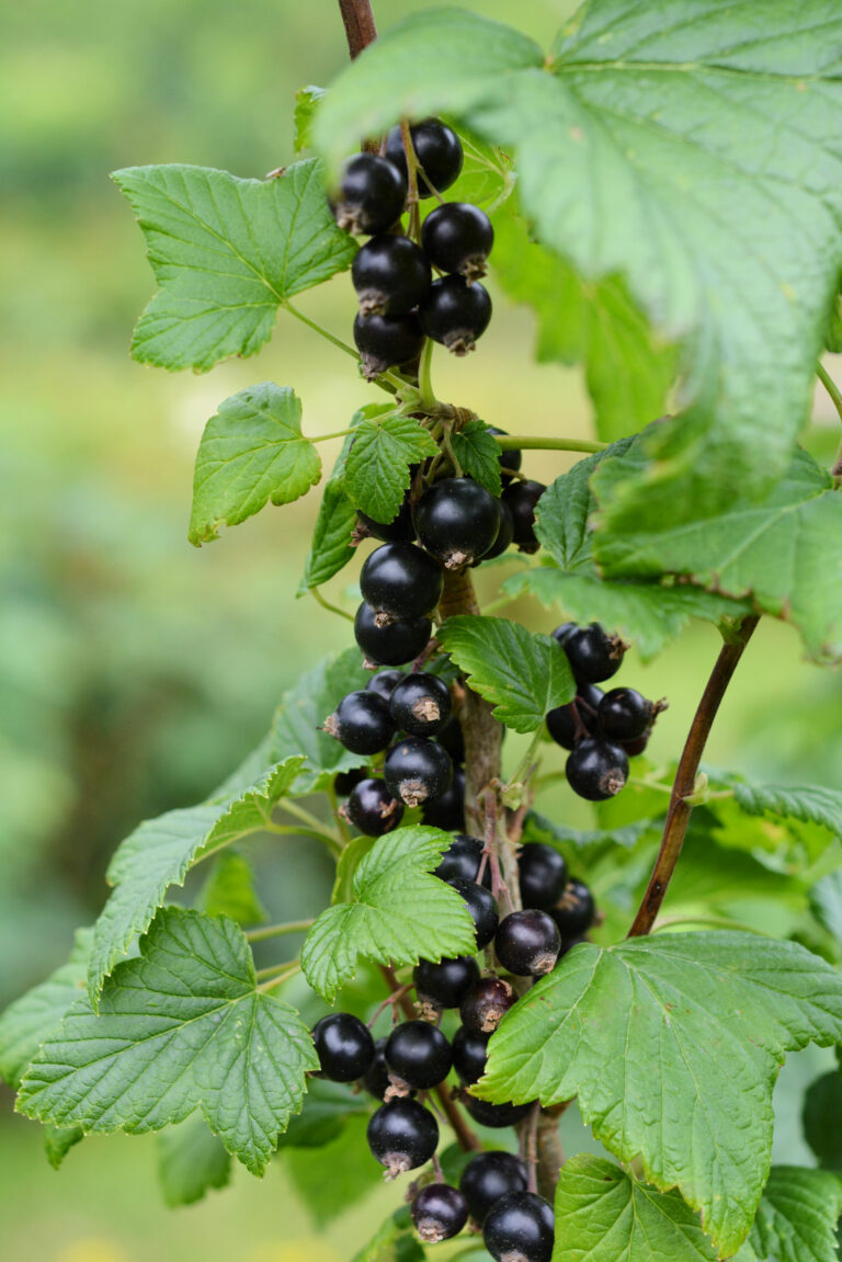 Mustaherukka 'Marski' FinE;At,3L - Viherkauppa
