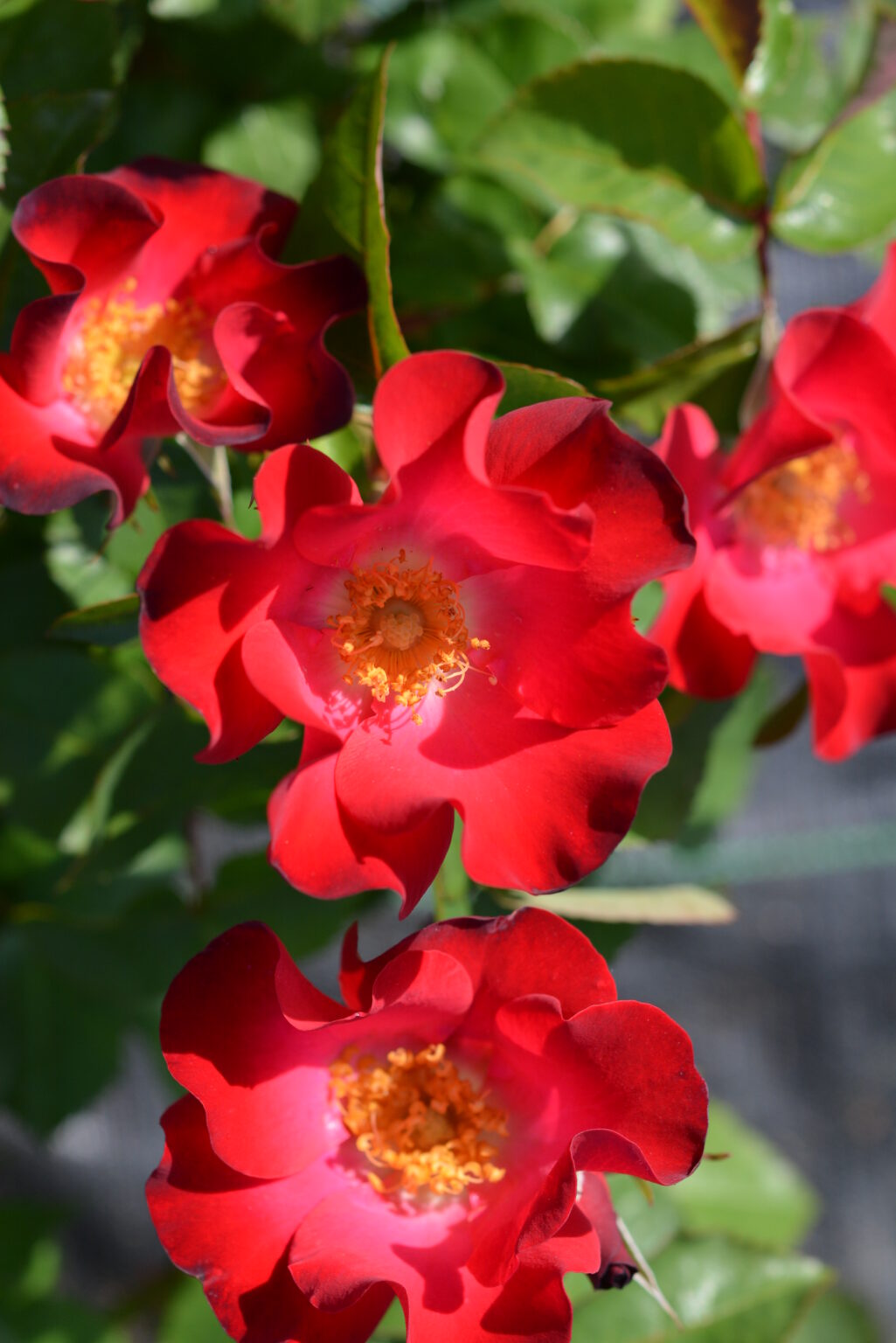 Ruusu 'Screaming Neon Red'; At,3 L - Viherkauppa