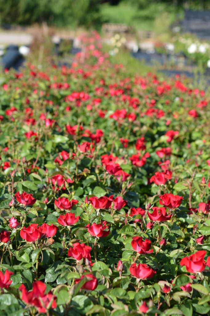 Ruusu 'Screaming Neon Red'; At,3 L - Viherkauppa