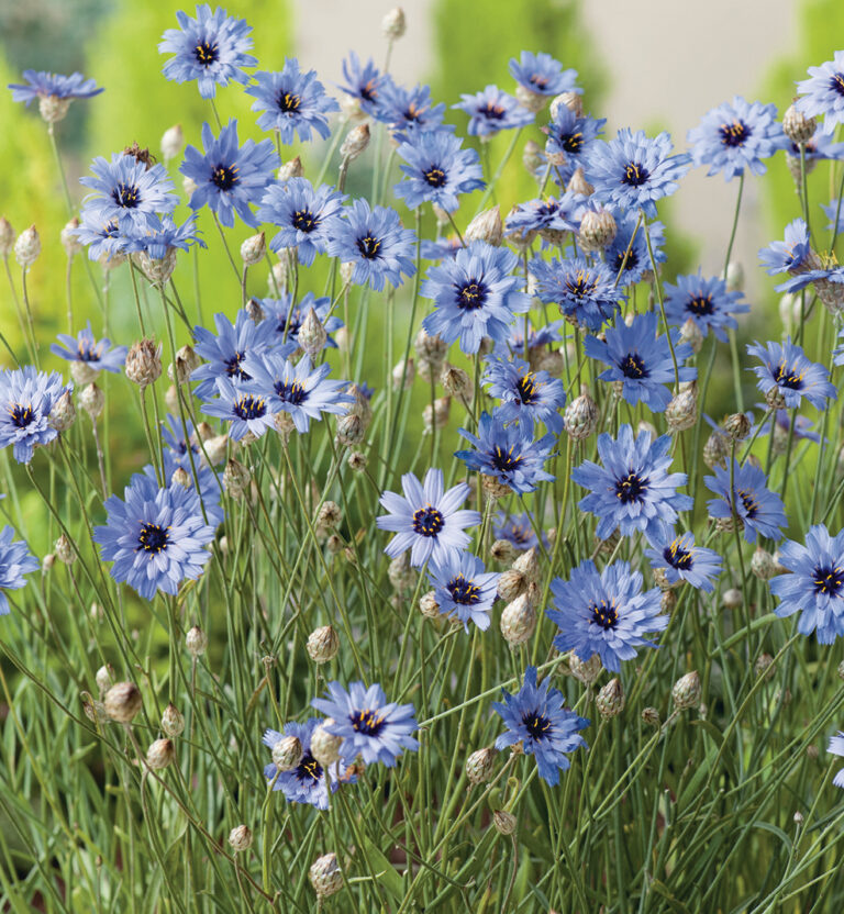 Sinikatana 'Major'; At,p9,Ul - Viherkauppa