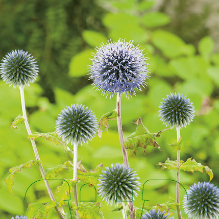 Sinipallo-ohdake 'Blue Globe'; At,Ul - Viherkauppa