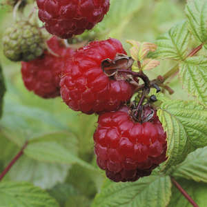 Vadelmat - Viherkauppa