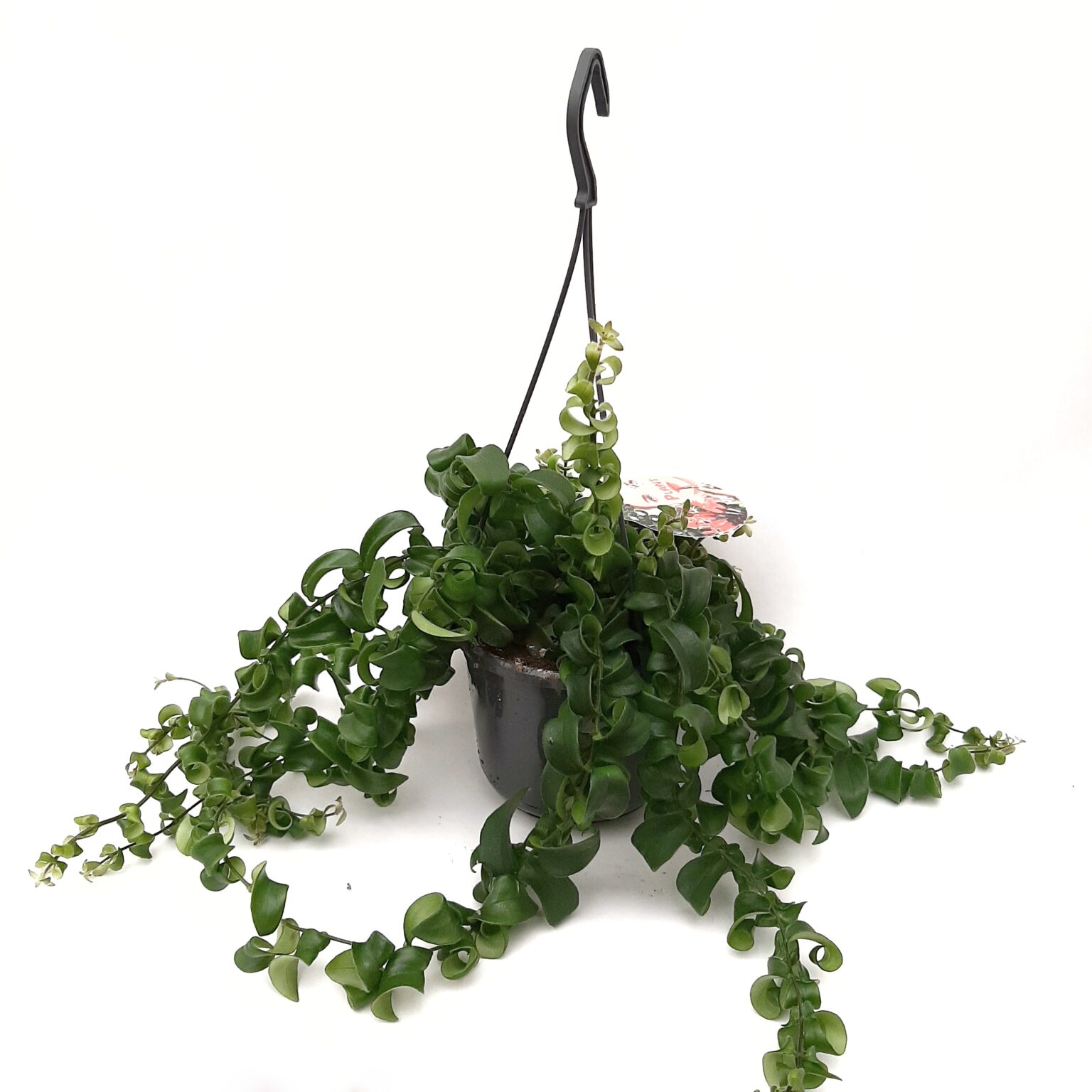 Soihtuköynnös amppeli 'Rasta' P15 - Viherkauppa