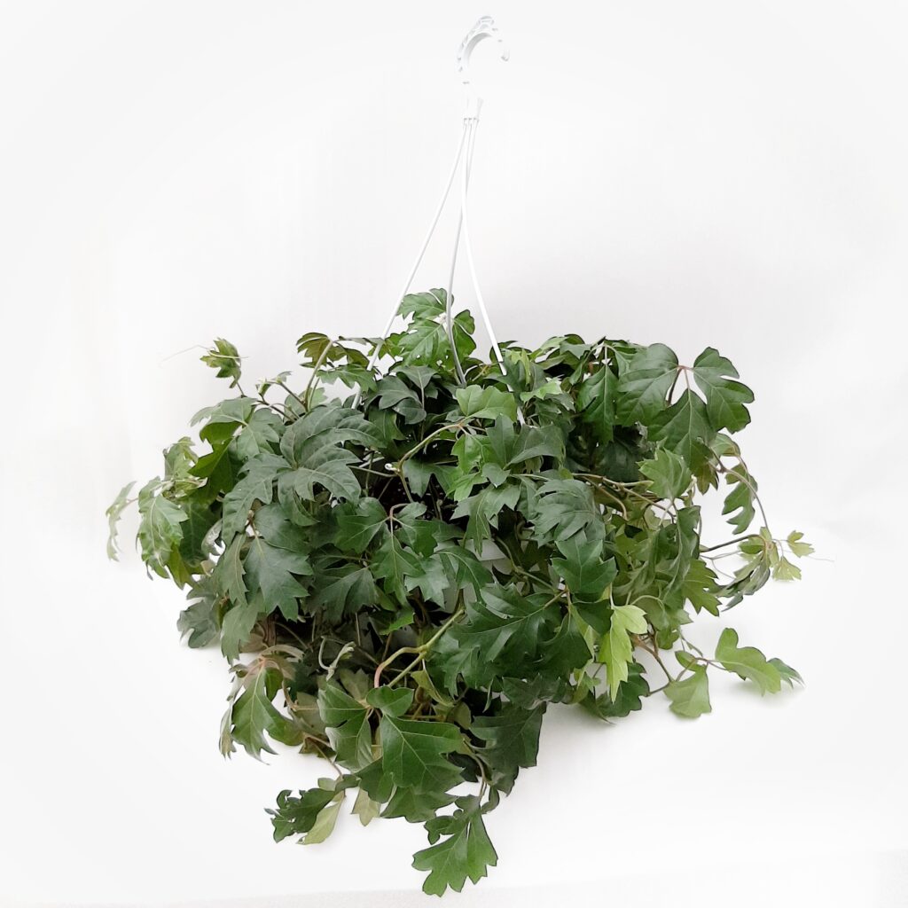 Ellinkissus amppeli 'Ellen Danica' p17 - Viherkauppa