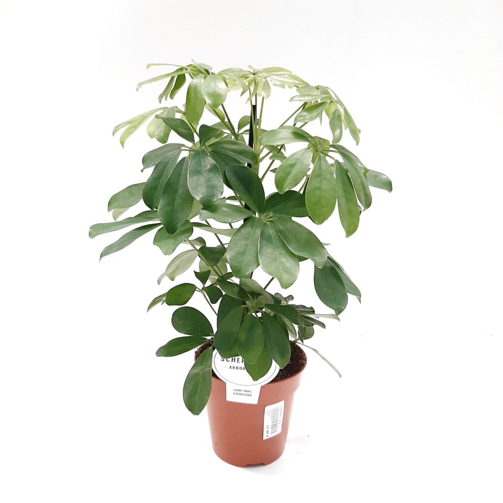 Liuska-aralia 'Nora' p13 - Viherkauppa