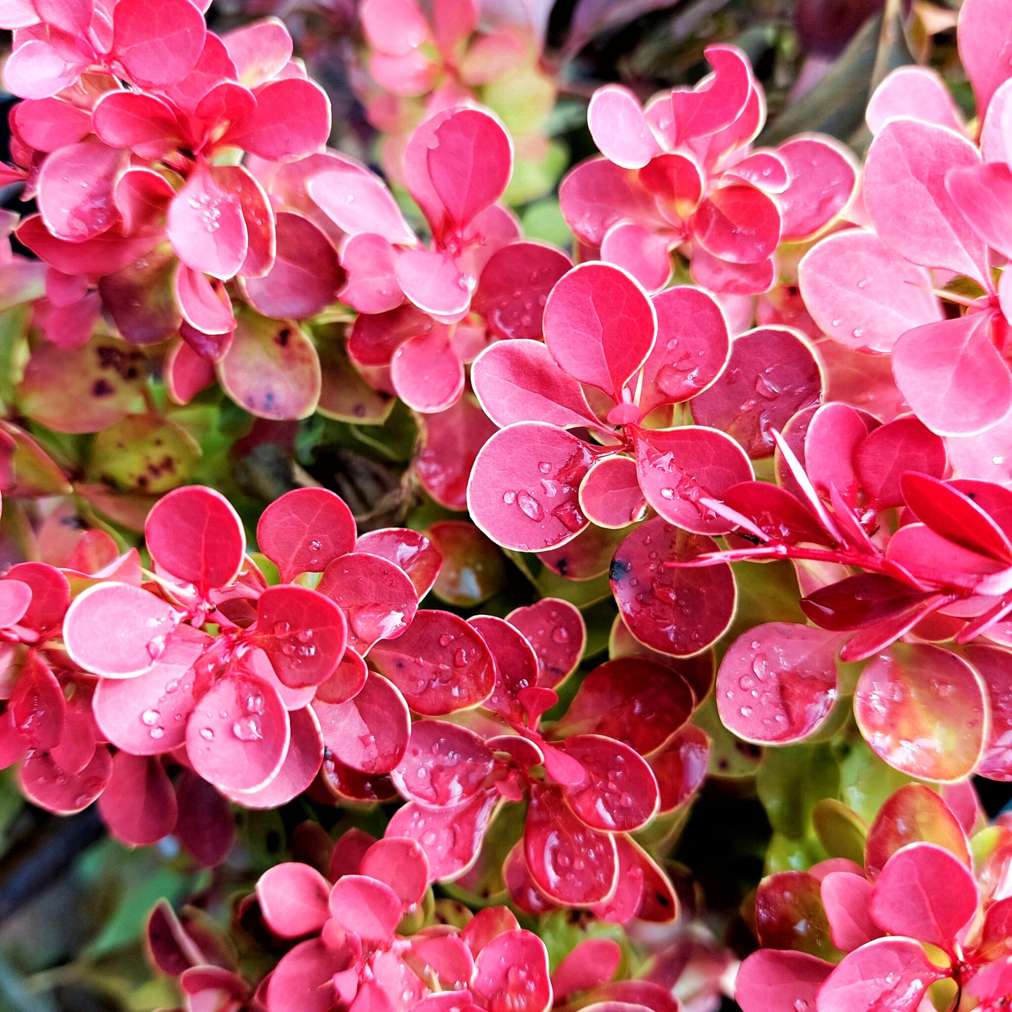 Kääpiöpurppurahappomarja 'Ruby Star'; 15-20,C2,Ul - Viherkauppa