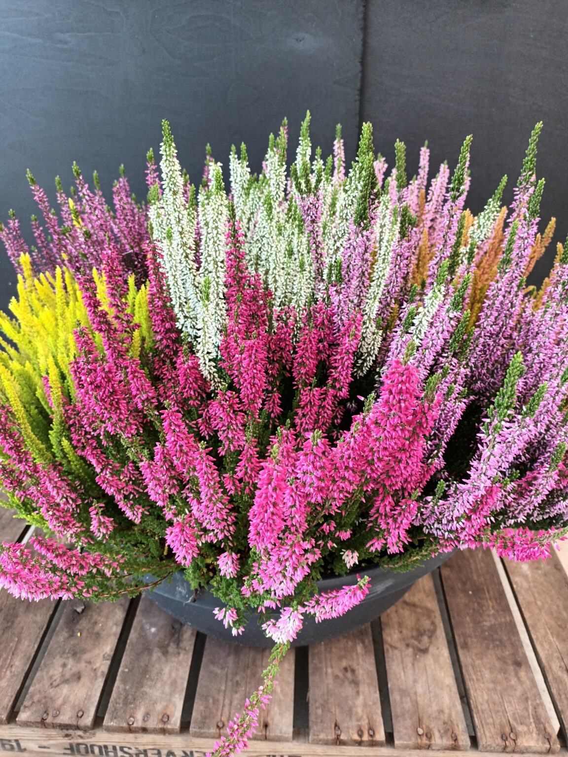 Calluna Beauty Ladies Mosaica bowl p45 - Viherkauppa