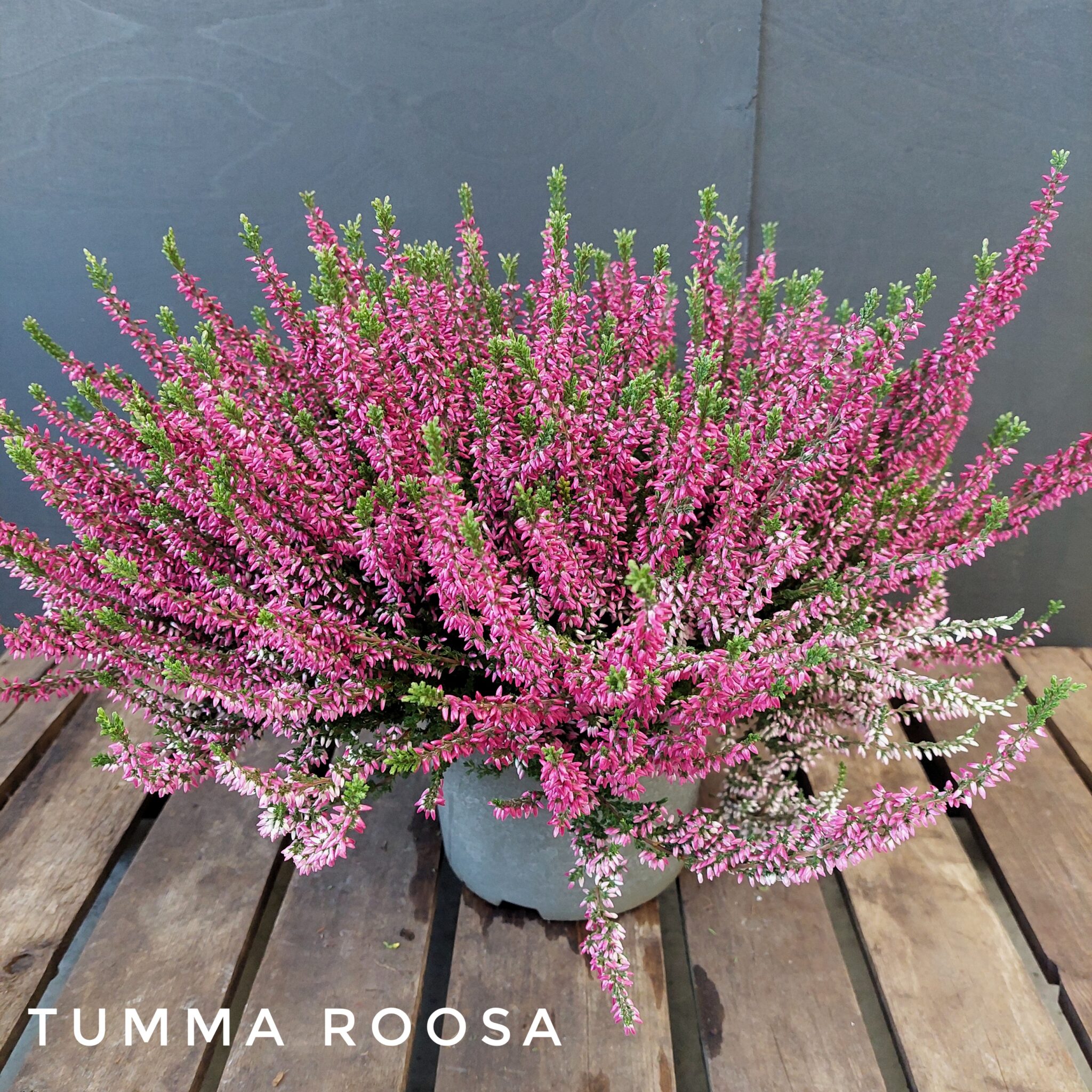 Calluna Garden Girls p17 - Viherkauppa