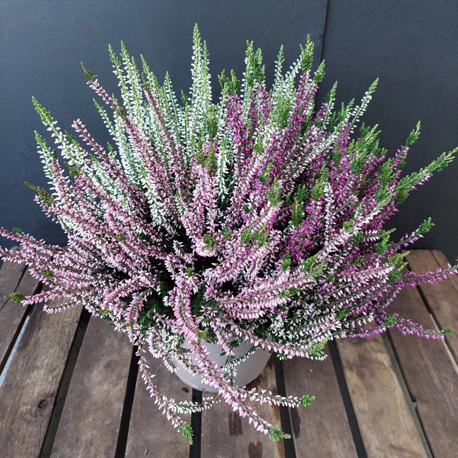 Calluna Garden Girls Twin Girls p17 - Viherkauppa