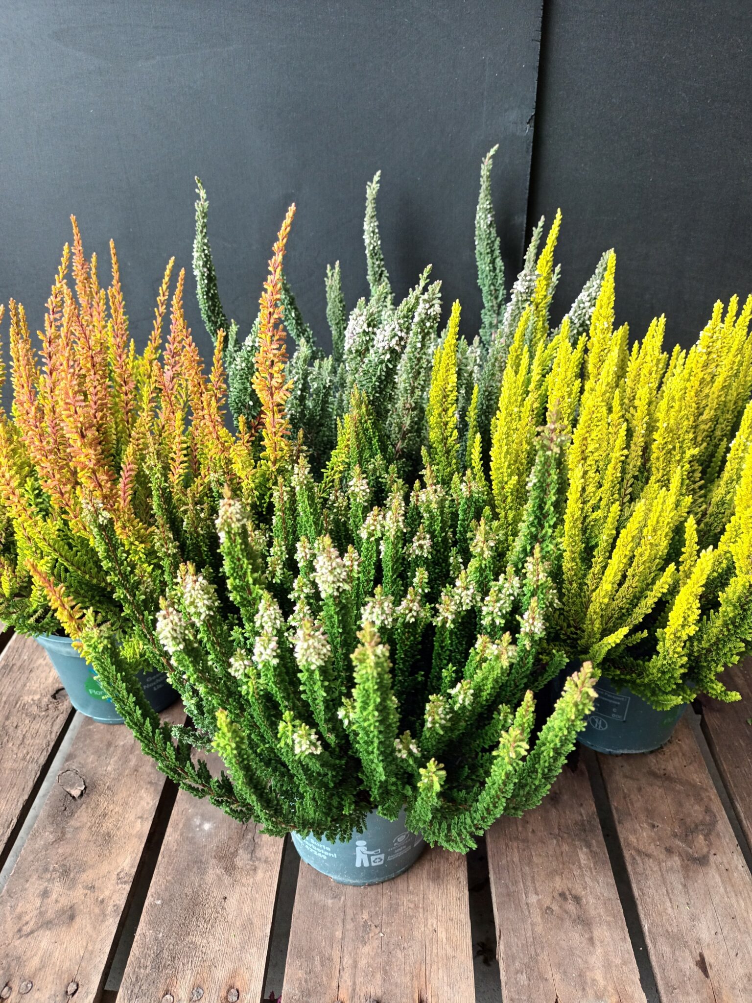 Calluna Beauty Ladies Skyline p12 - Viherkauppa