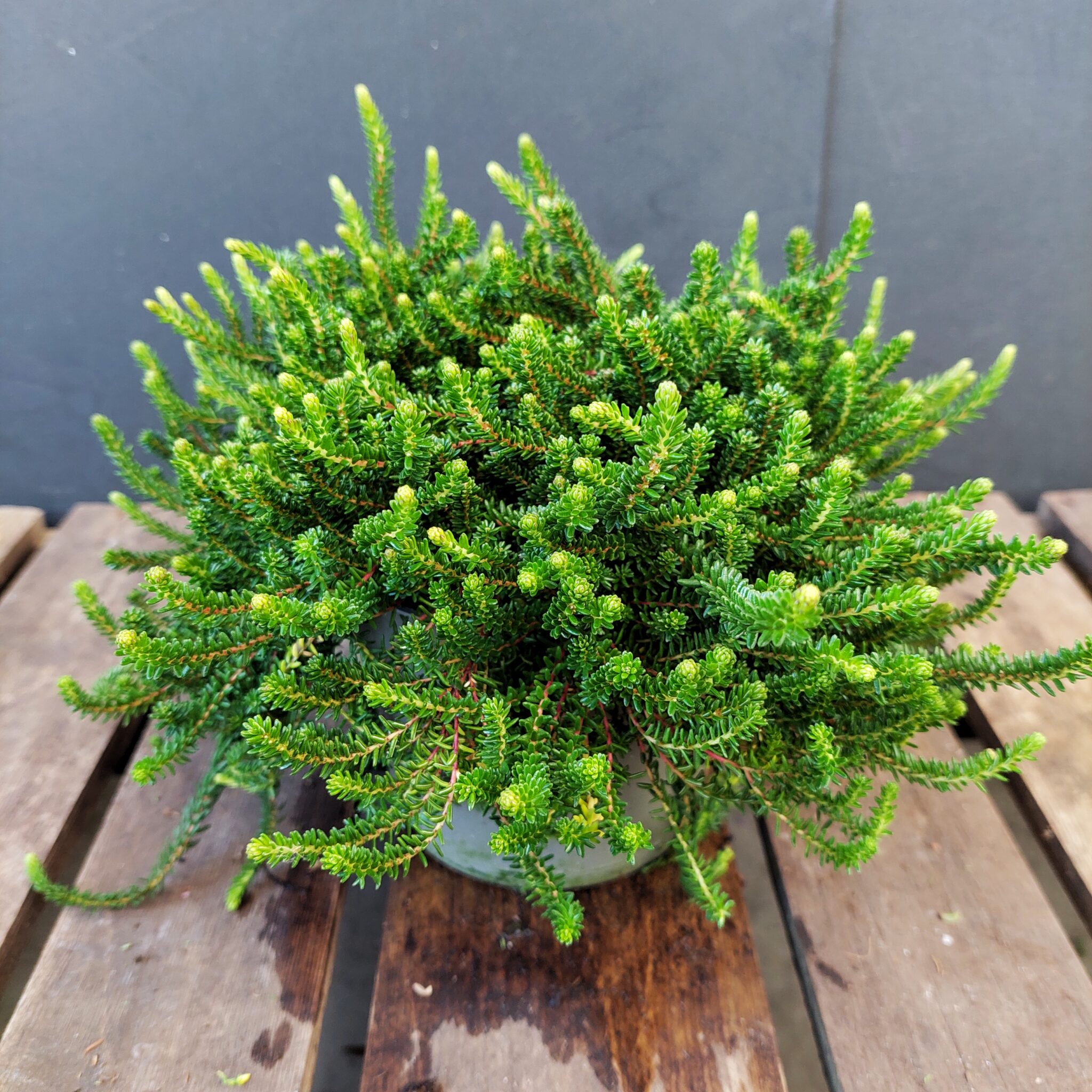 Variksenmarja 12 cm - Viherkauppa