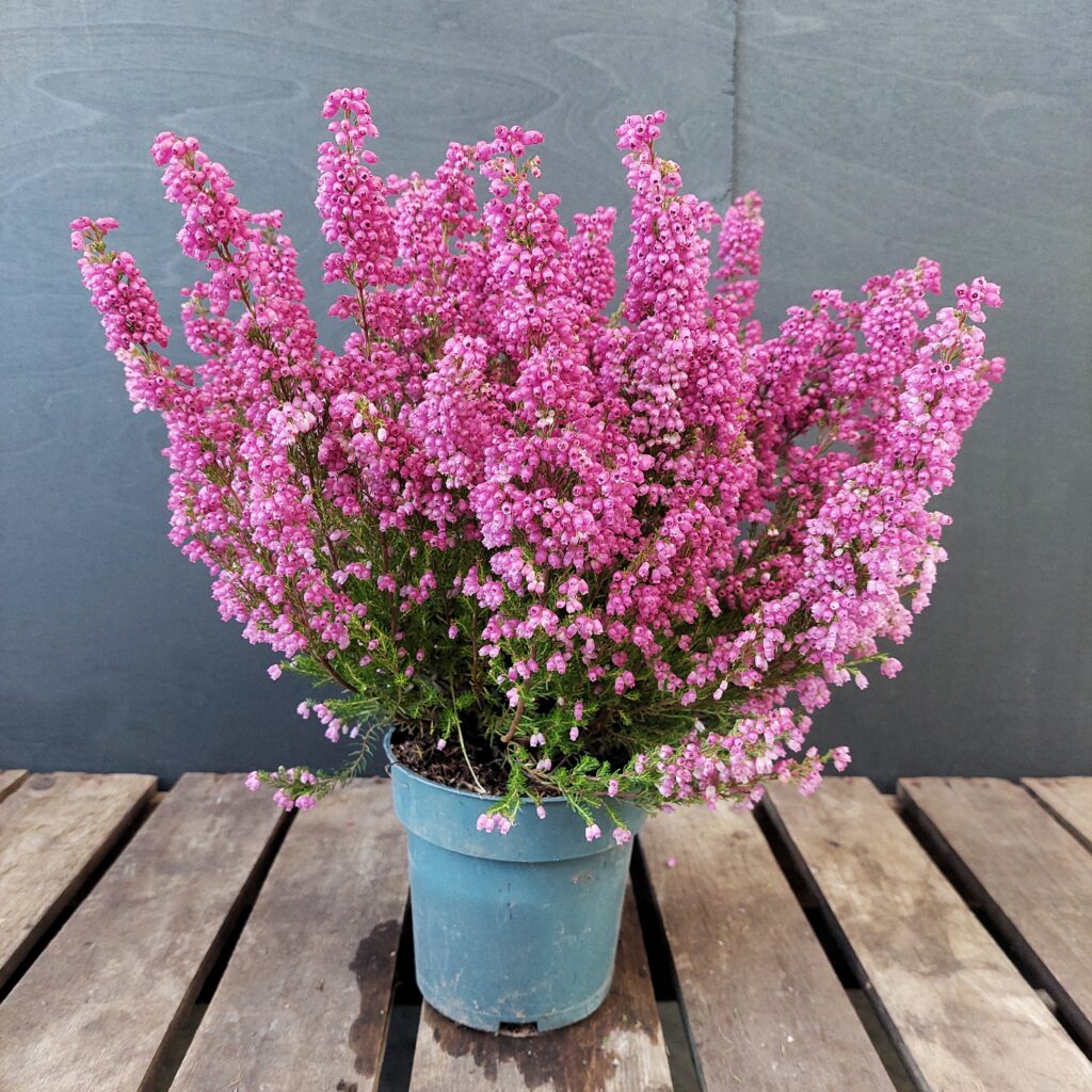 Syyskukat - Viherkauppa