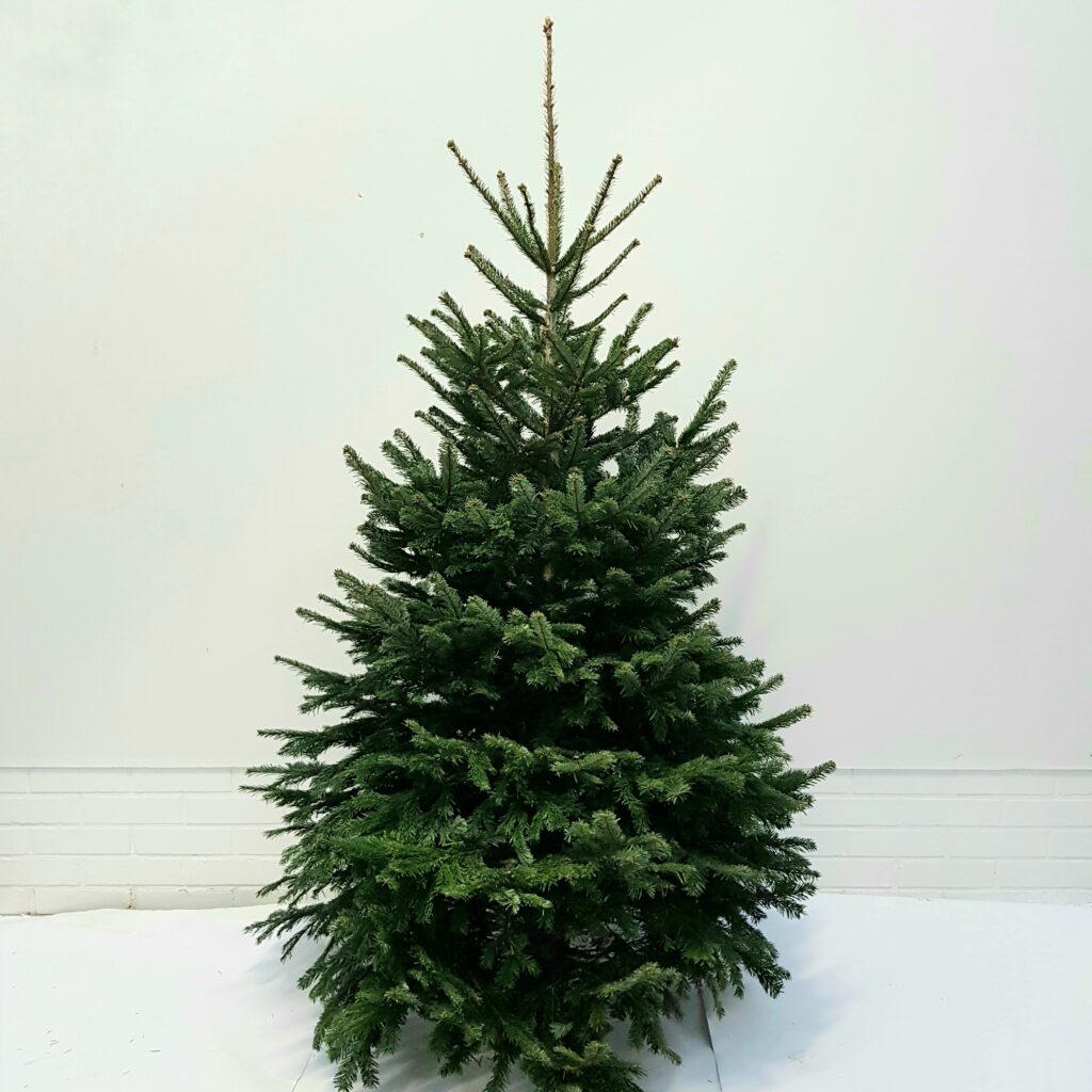 Joulukuusi, pihta 200-225 cm - Viherkauppa