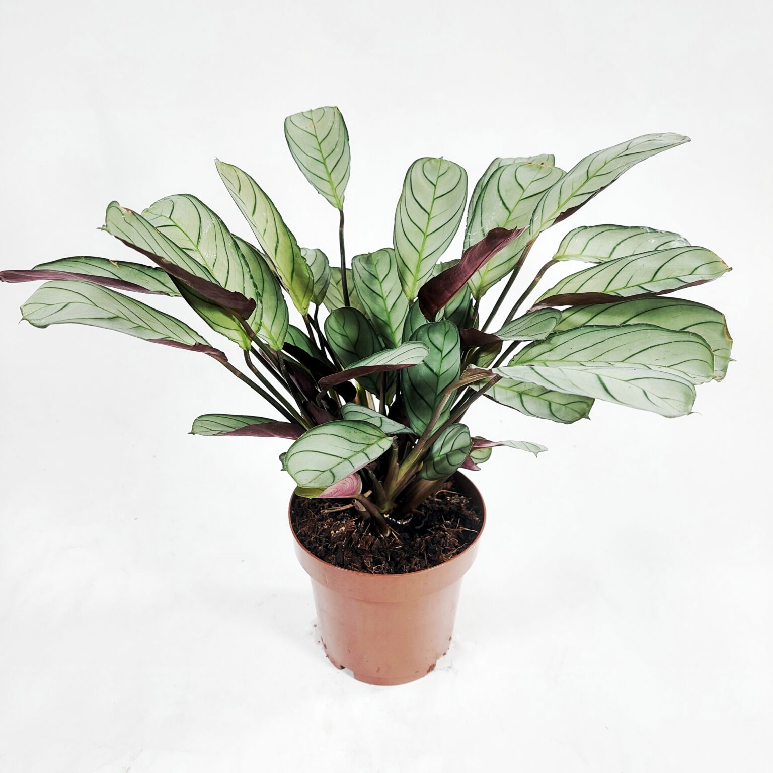 Raitamatti 'Amagris' p12 - Viherkauppa