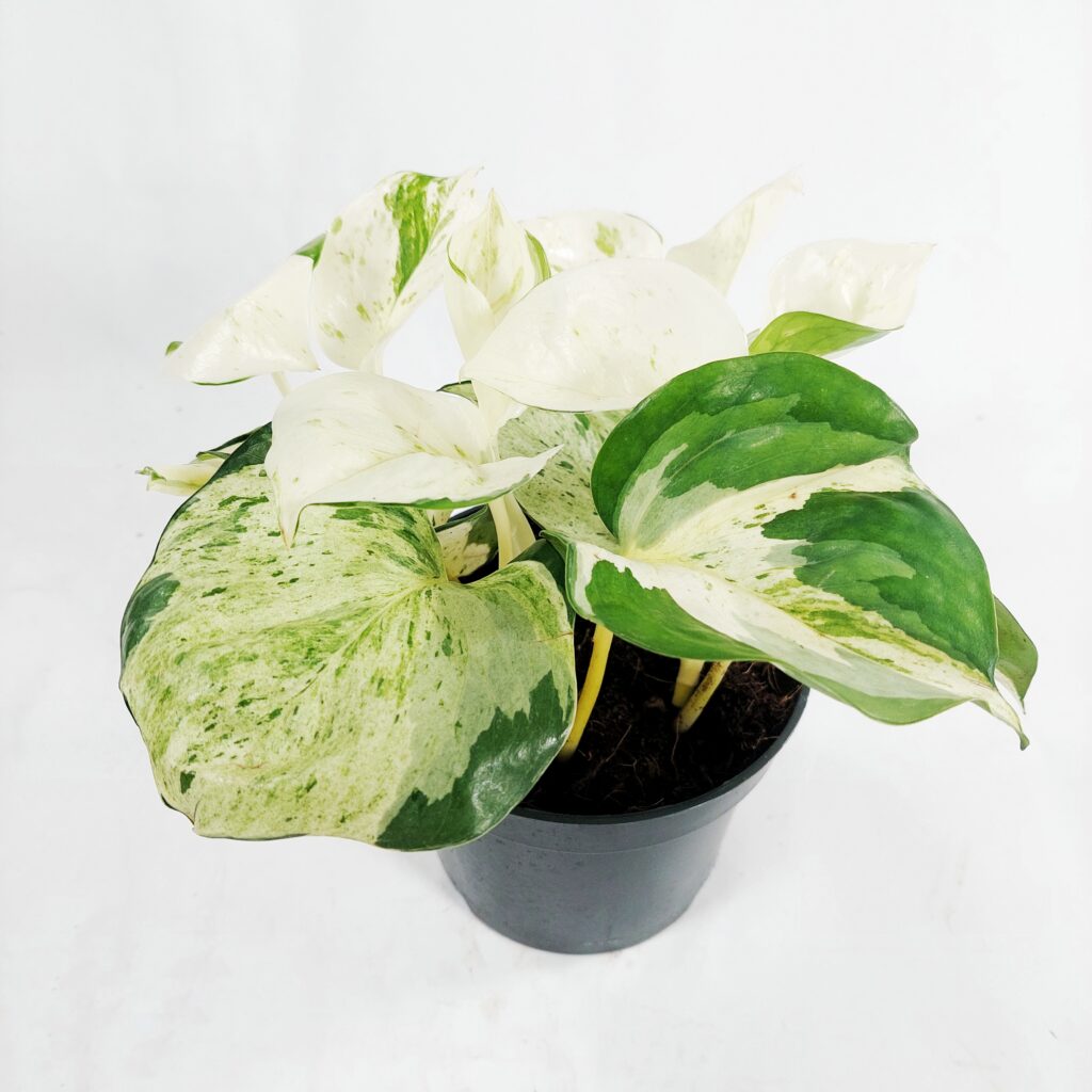 Kultaköynnös 'Happy Leaf' p12 - Viherkauppa