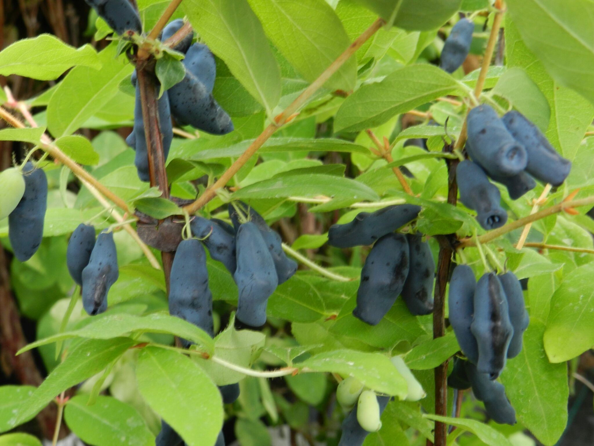 Hunajamarja Onni; At, 2L - Viherkauppa