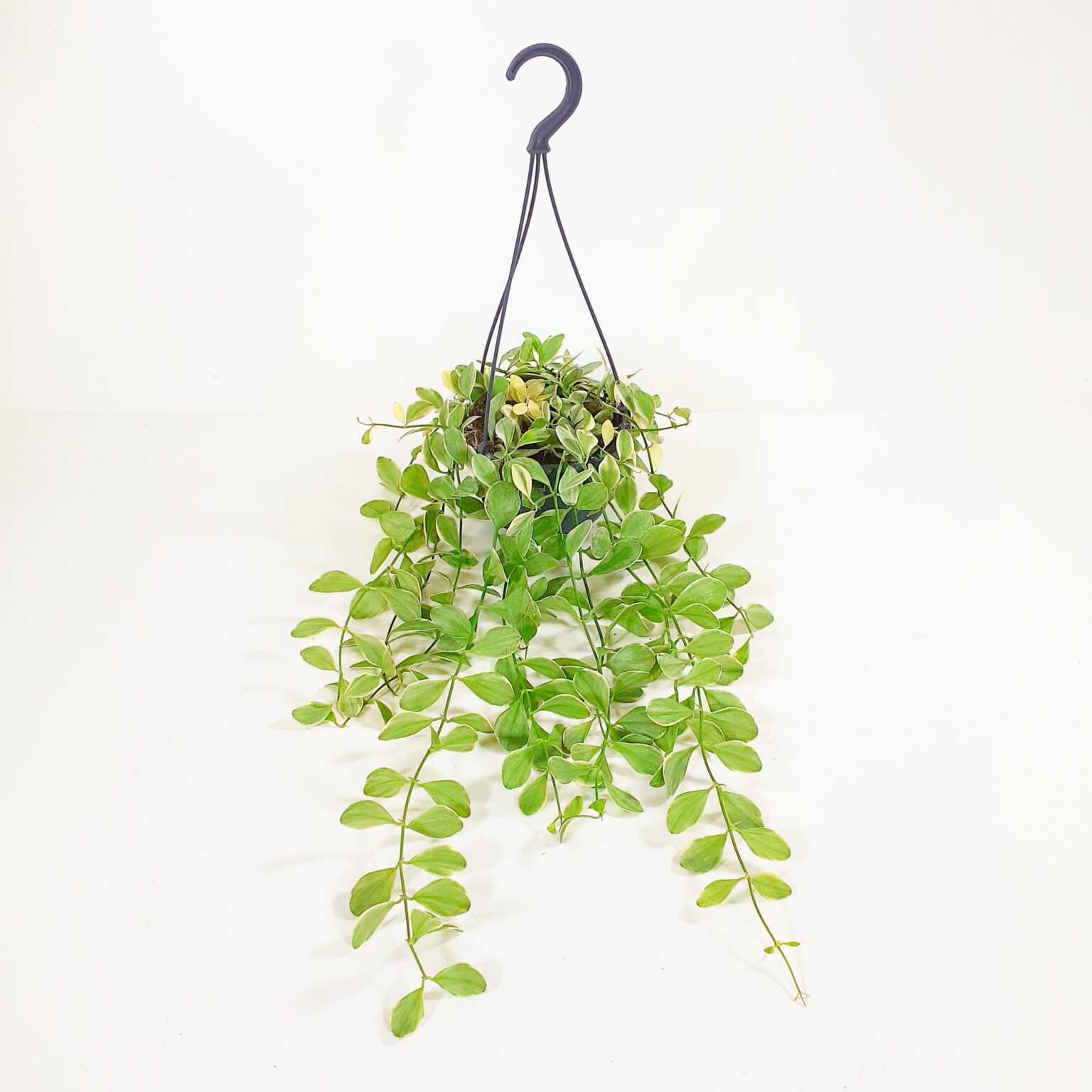 Pussiköynnös amppeli 'Variegata' p14 - Viherkauppa