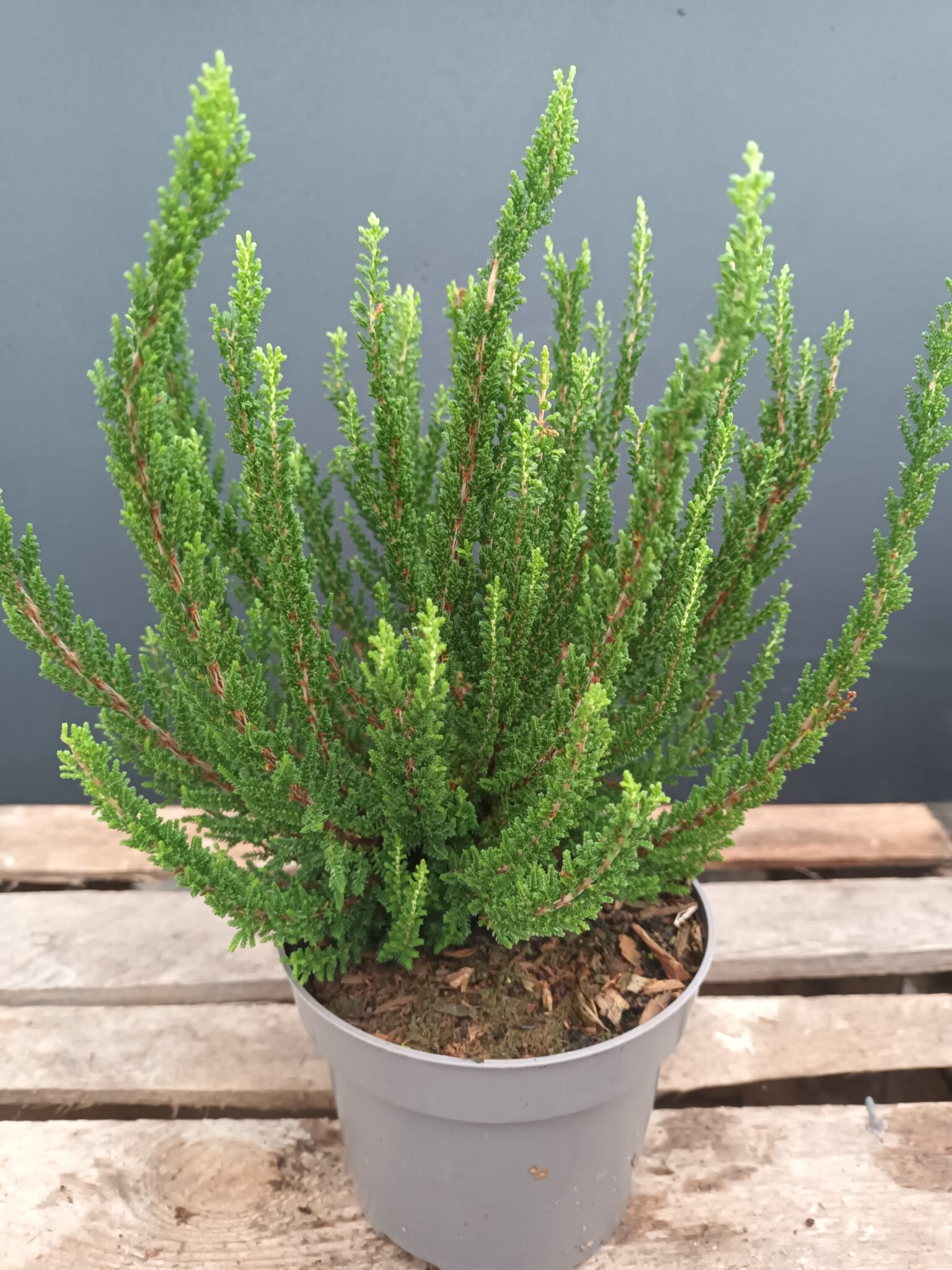 Calluna 'Skyline' 9-11 cm - Viherkauppa
