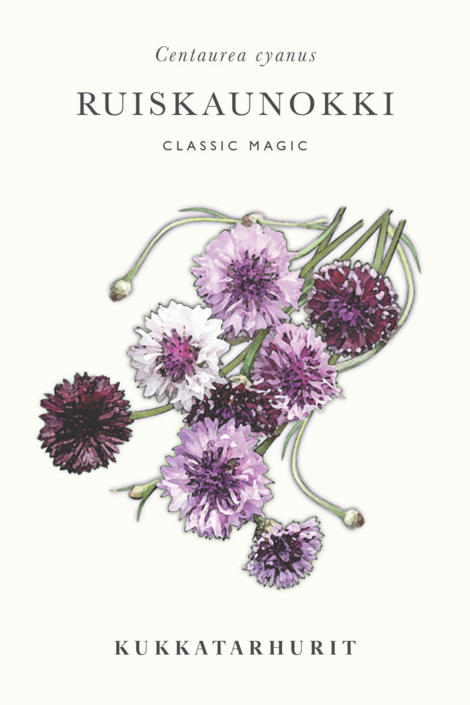 Ruiskukka 'Classic magic' - Viherkauppa