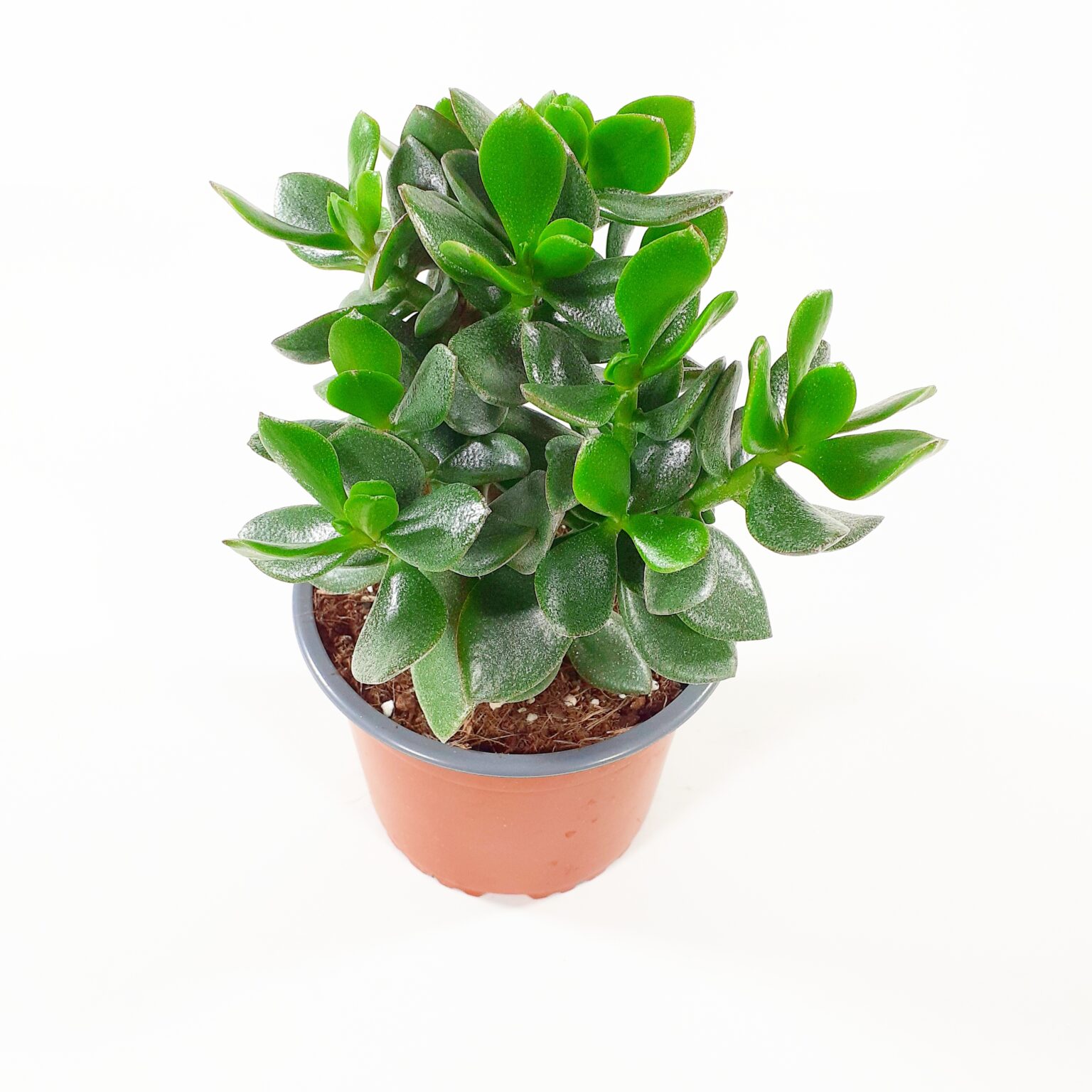 Rahapuu 'Hulk' p14 - Viherkauppa