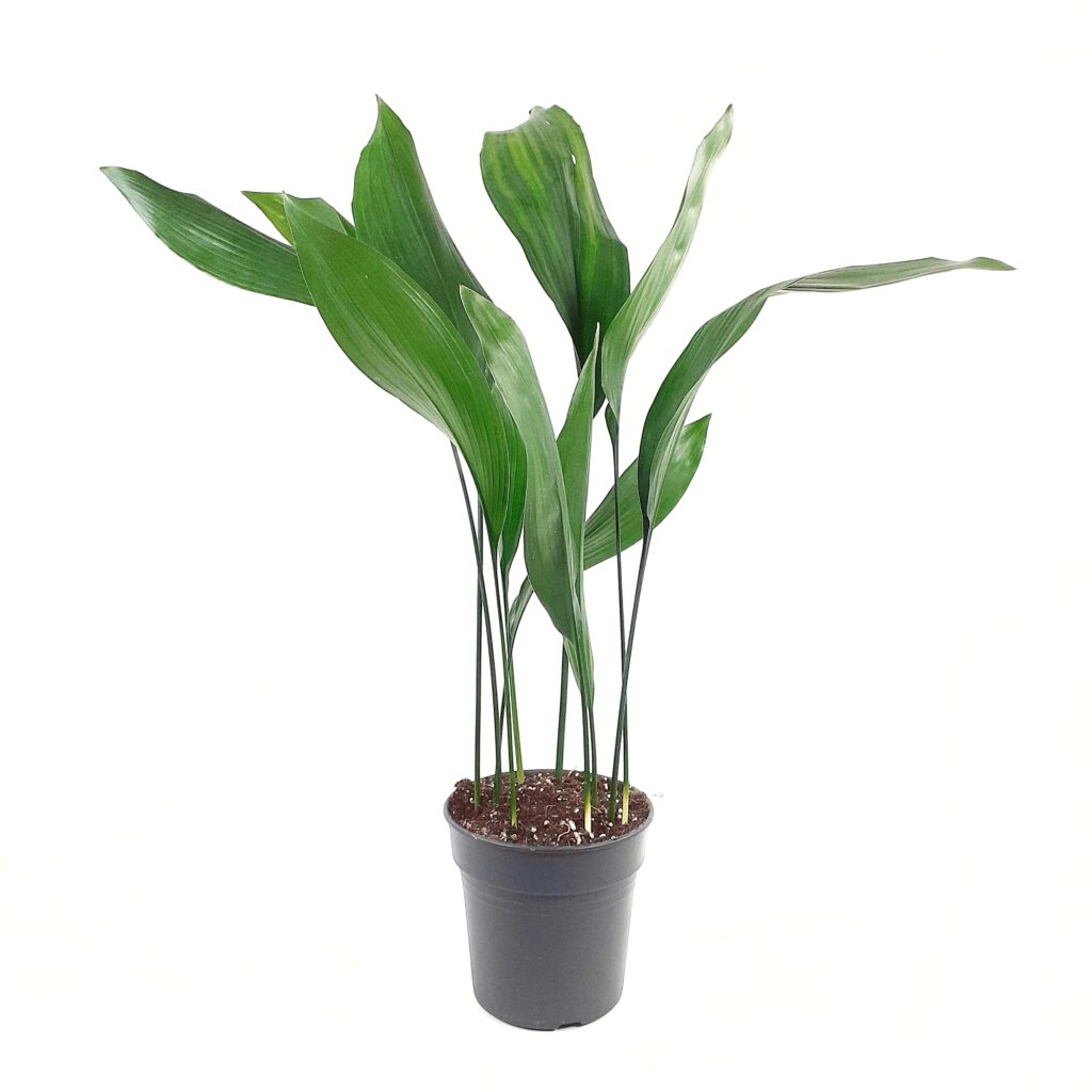 Viherkasvit - Tilaa viherkasvit netistä - Viherkauppa