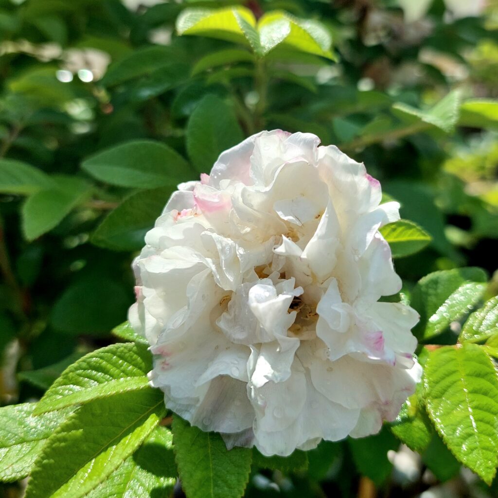 Tarhakurtturuusu 'Louise Bugnet'; At,3L - Viherkauppa