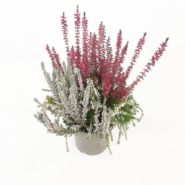 Calluna Garden Girls Up Down Girl p12 - Viherkauppa