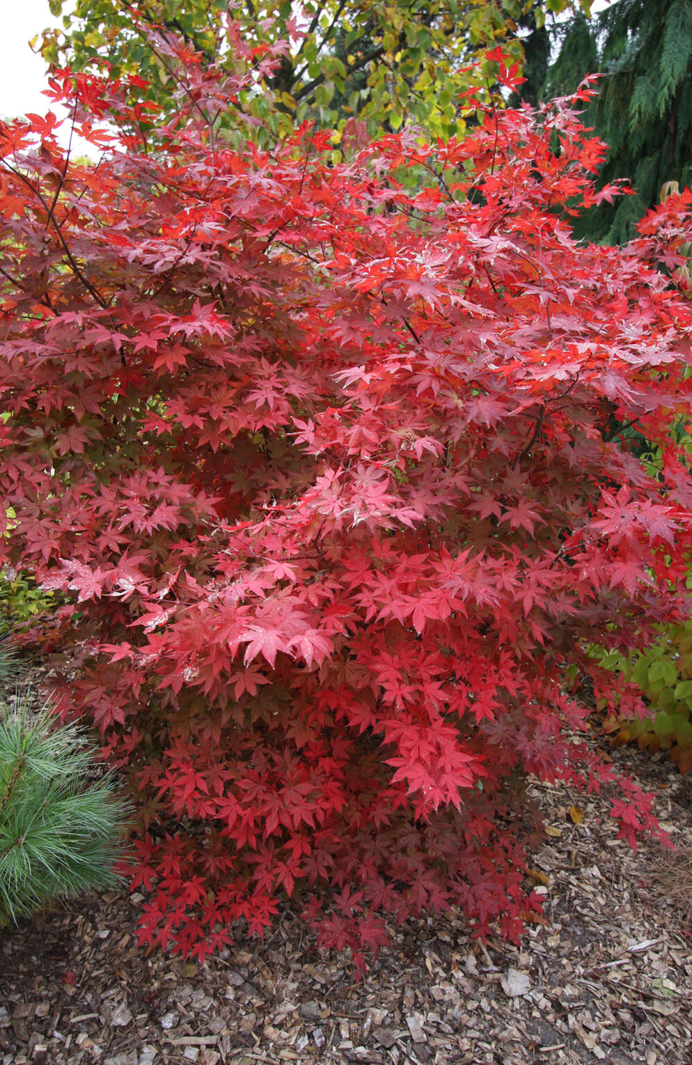 Japaninvaahtera 'Atropurpureum'; 40-60,At,Ul - Viherkauppa