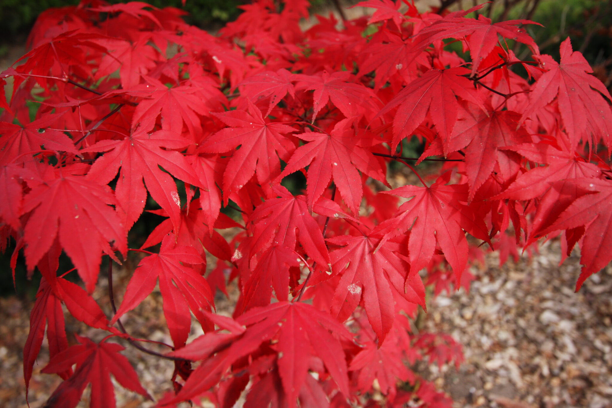 Japaninvaahtera 'Atropurpureum'; 40-60,At,Ul - Viherkauppa